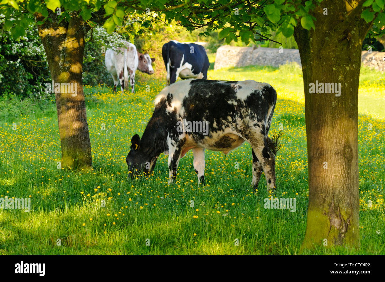 Cows on minchinhampton common hi-res stock photography and images - Alamy