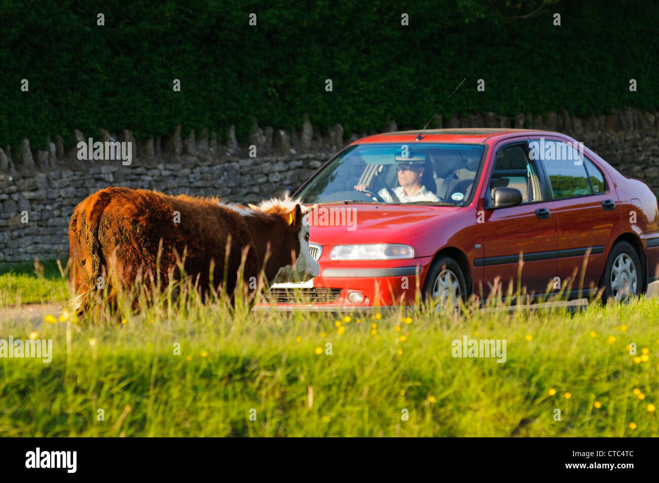 Cow and a car on Minchinhampton Common, Gloucestershire, UK Stock Photo ...