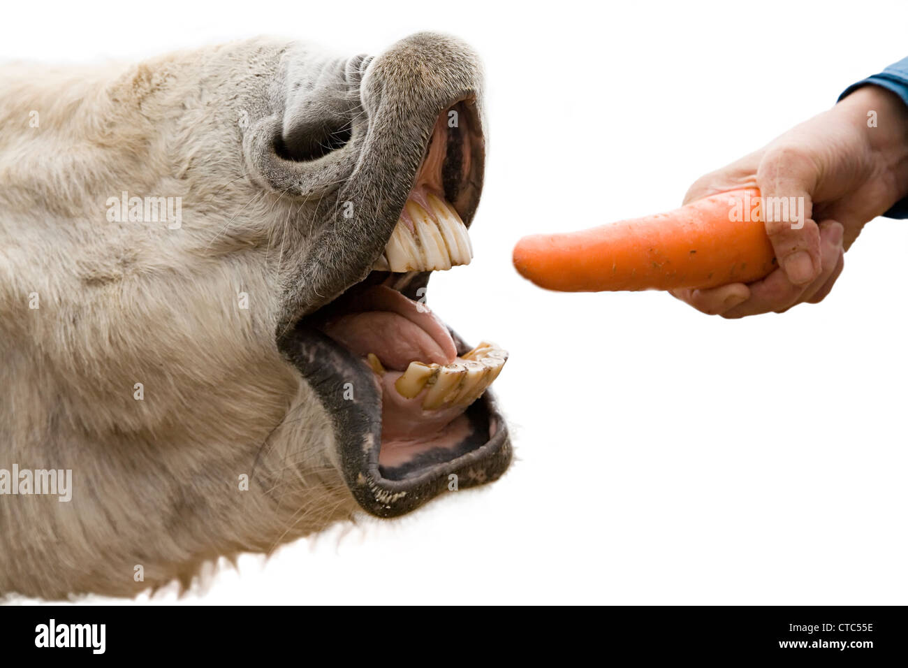 Donkey stretching to eat carrot, Spain Stock Photo - Alamy