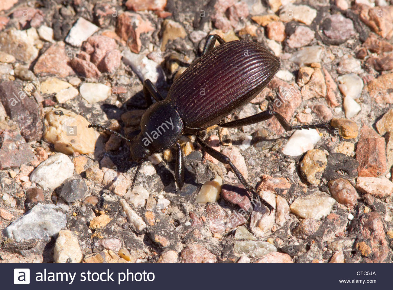 Stink High Resolution Stock Photography and Images - Alamy