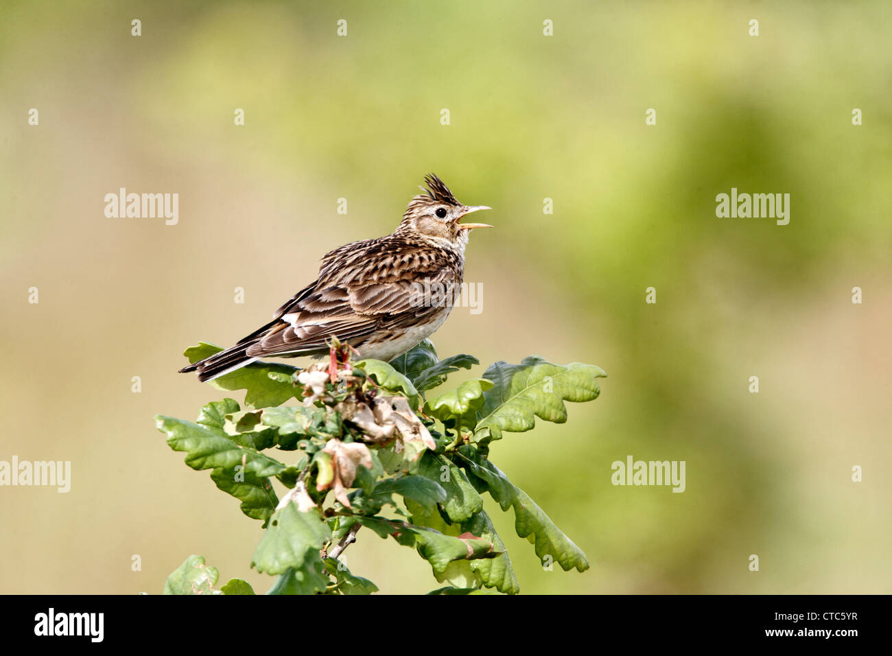 Skylark, Alauda arvensis, Single bird on young oak tree, Warwickshire ...