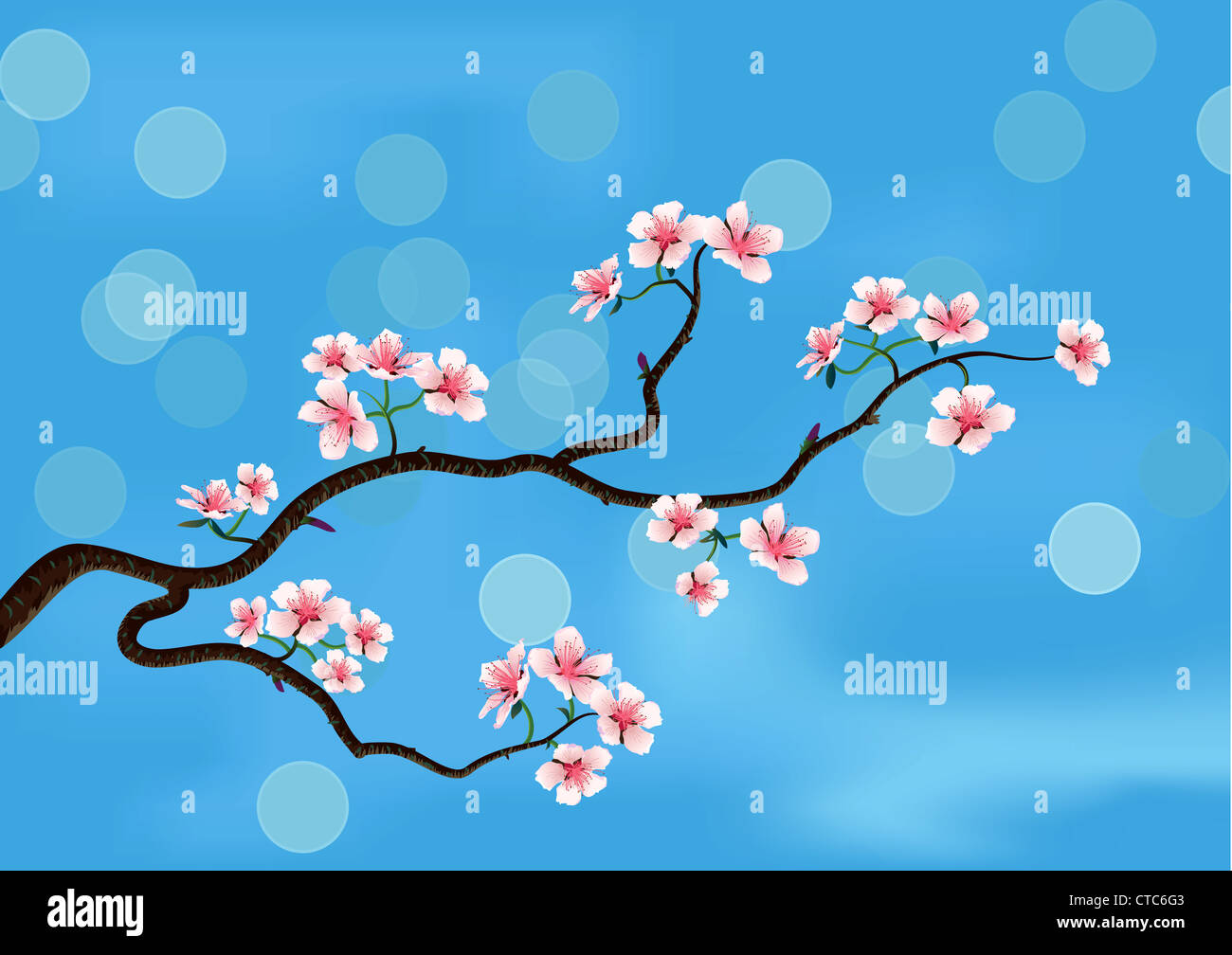 This is the illustration of a flowered sakura, japanese cherry tree ...