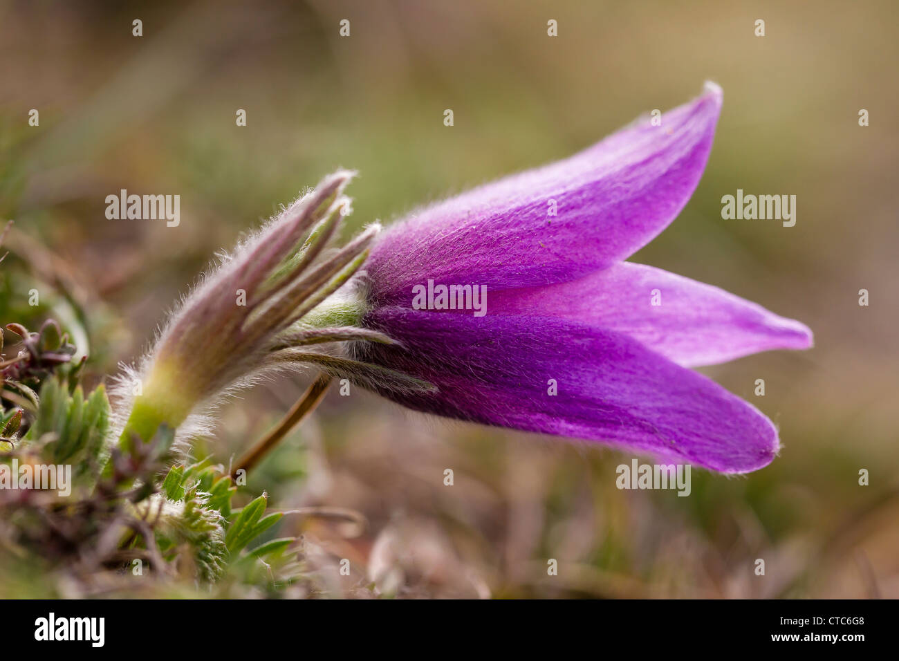 Pask flower hi-res stock photography and images - Alamy