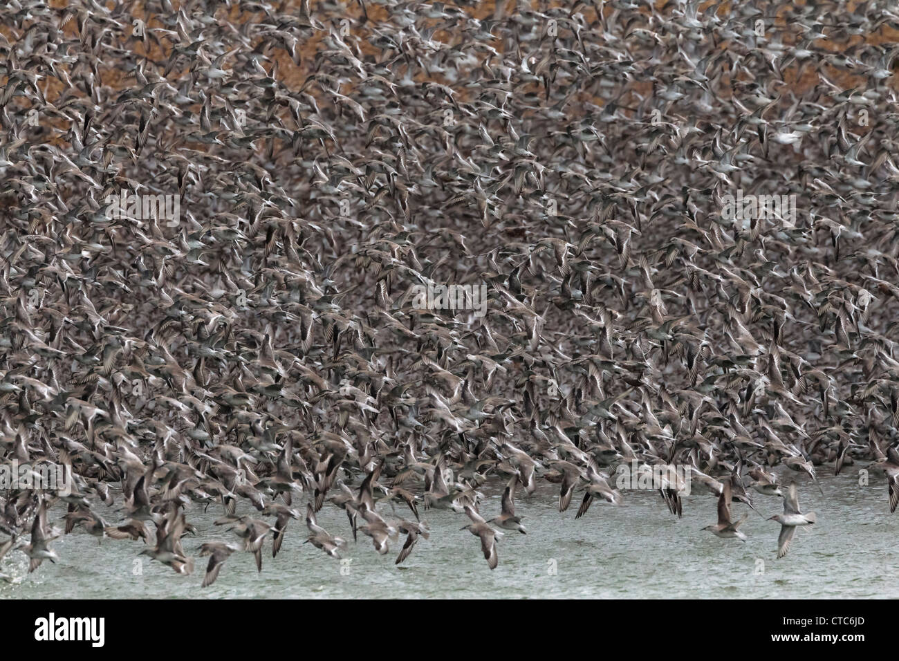 Flock of Knot taking off Stock Photo - Alamy