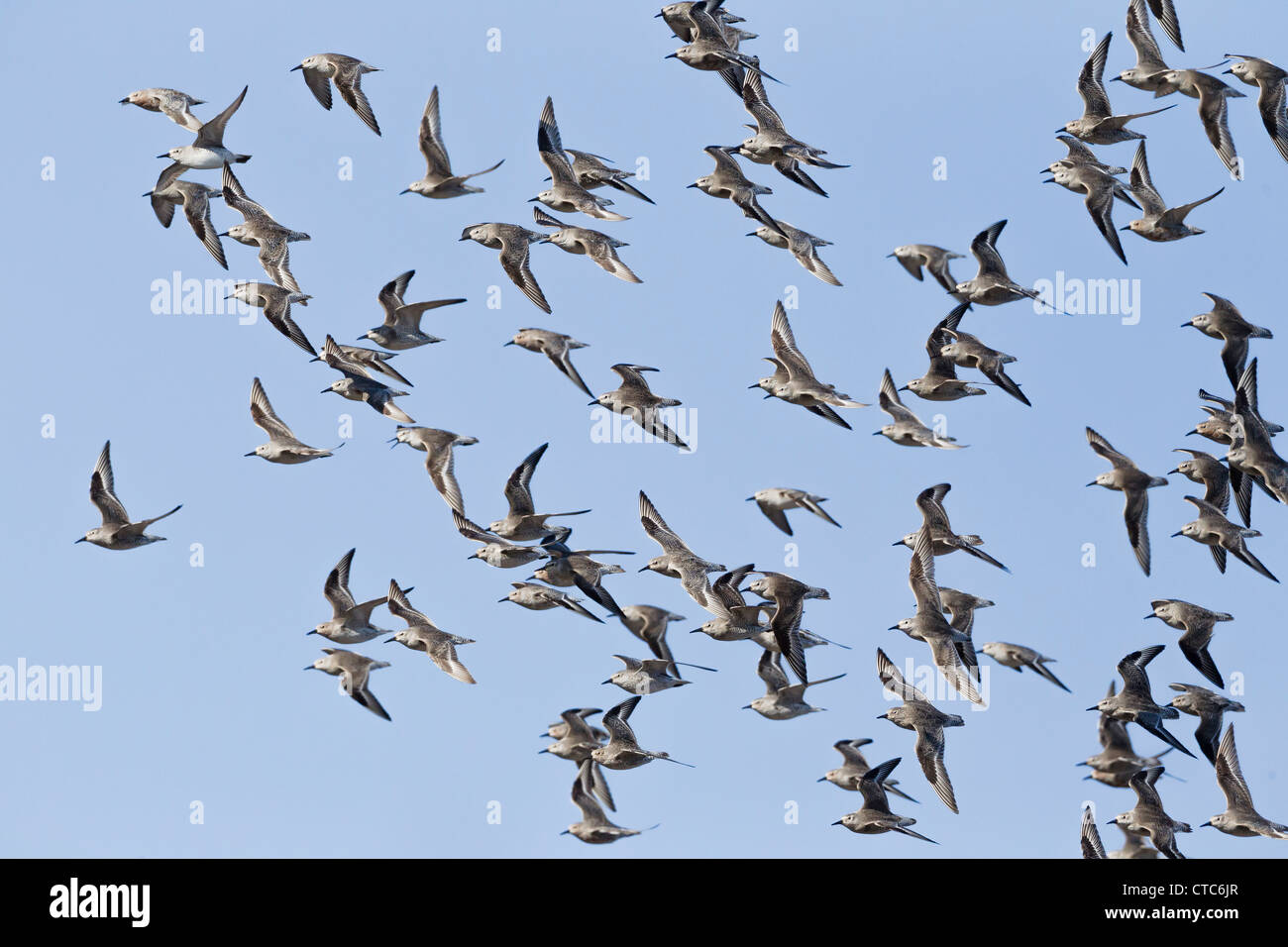 Flock of Knot in flight Stock Photo - Alamy