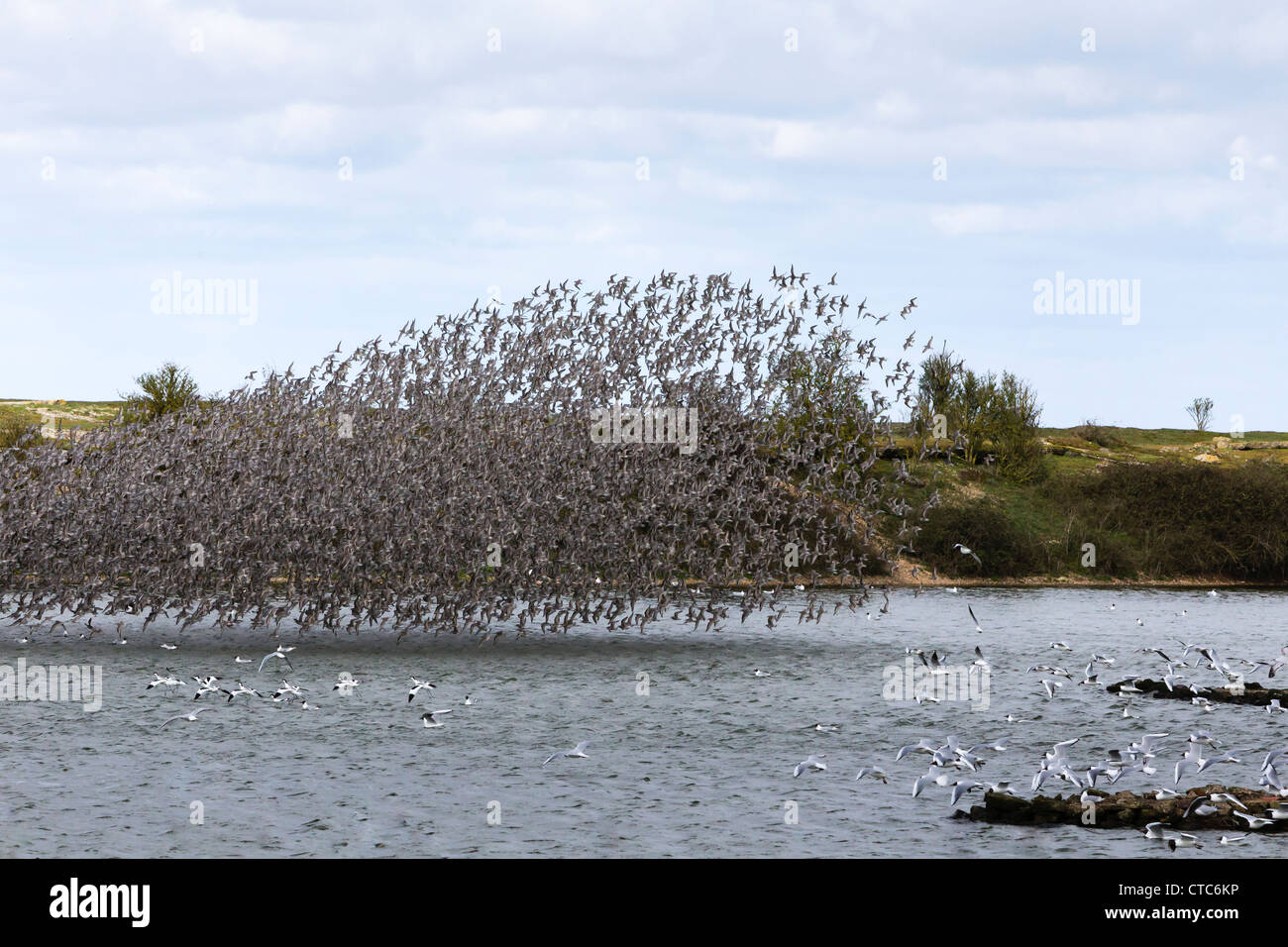 Flock of Knot taking off Stock Photo - Alamy