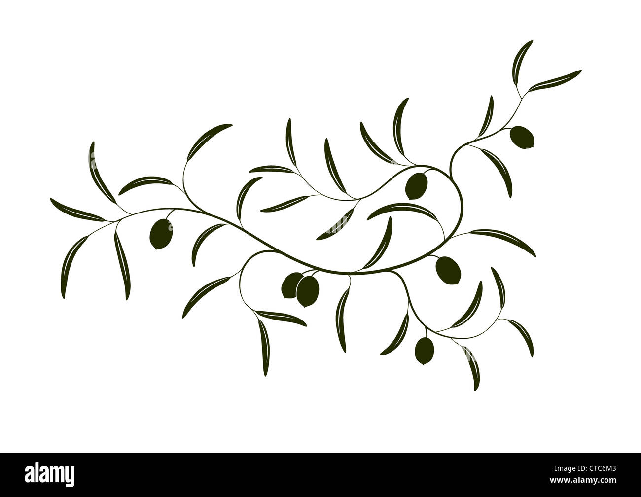 Vector illustration of simple Olive branch three with green olives ...