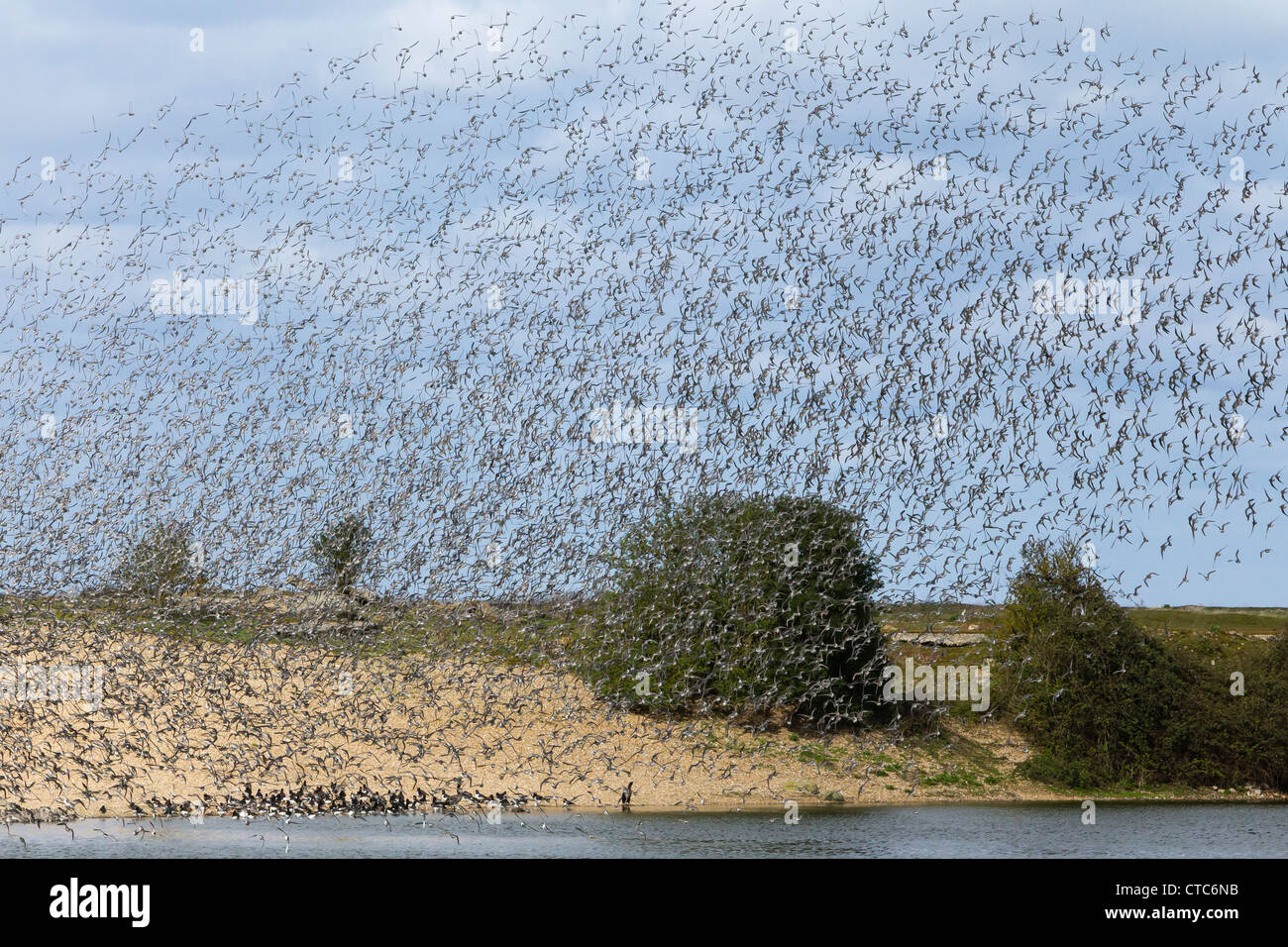 Flock of Knot taking off Stock Photo - Alamy