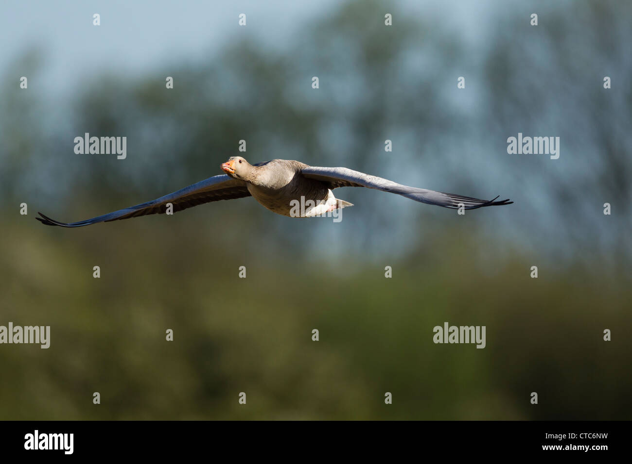 Grey goose in flight hi-res stock photography and images - Alamy