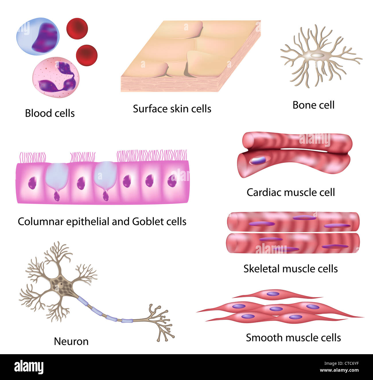 Human cell collection Stock Photo - Alamy