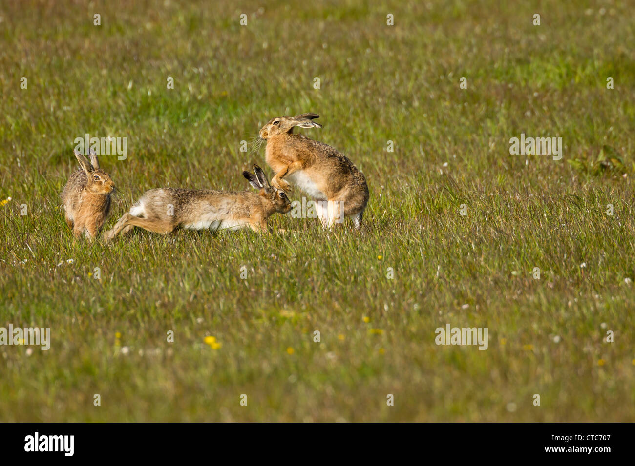 Hares playing in a meadow Stock Photo - Alamy