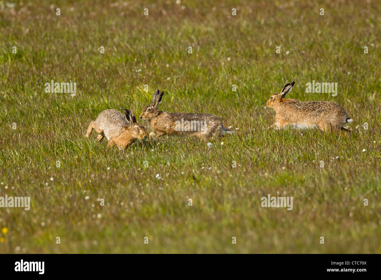 Hares playing in a meadow Stock Photo - Alamy