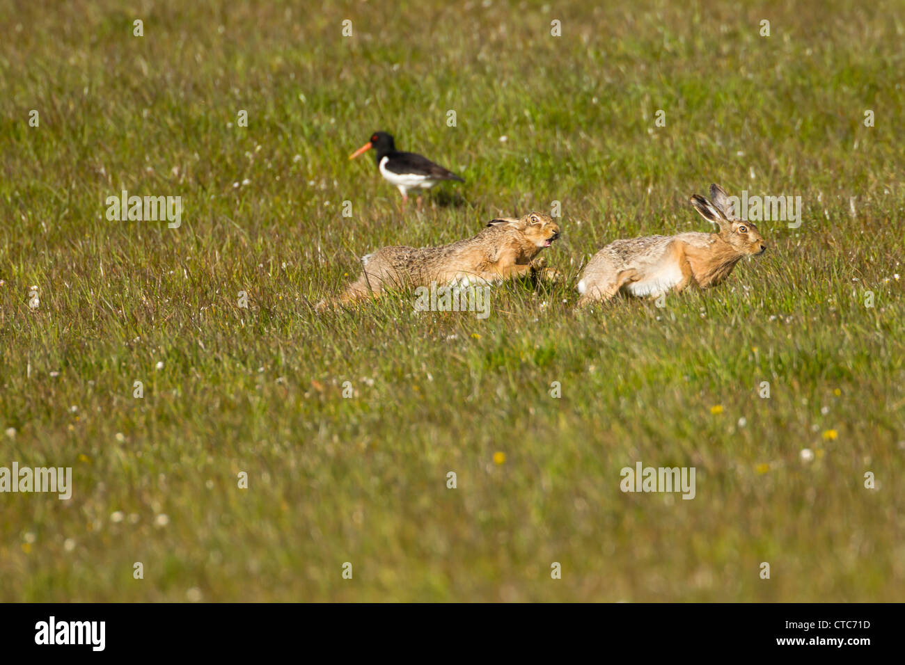 Hares playing in a meadow Stock Photo - Alamy