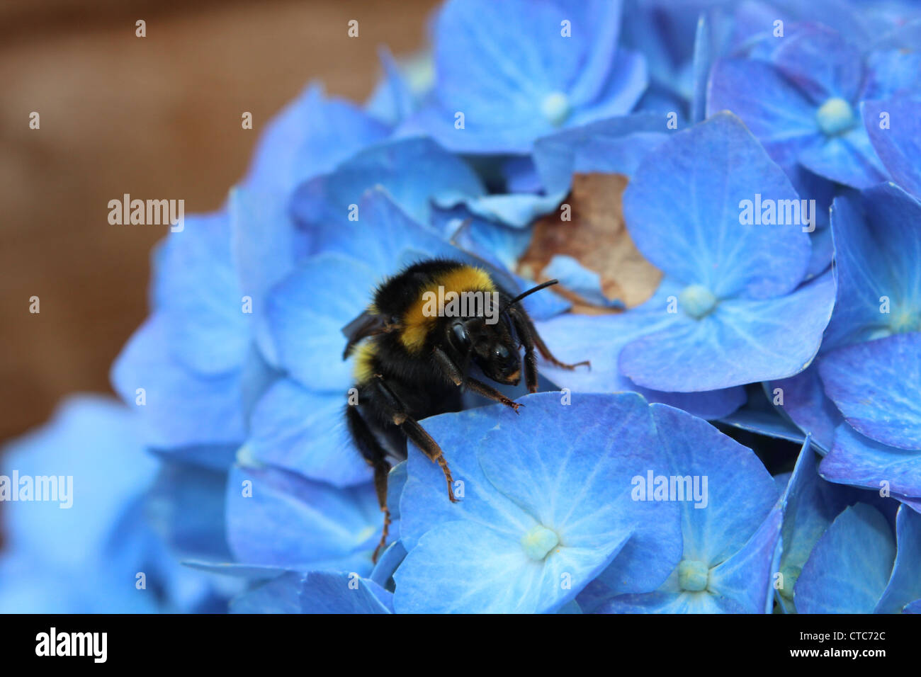 Best plants for bees hi-res stock photography and images - Alamy