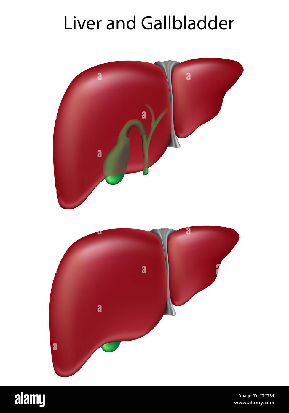 Human liver and gallbladder Stock Photo - Alamy