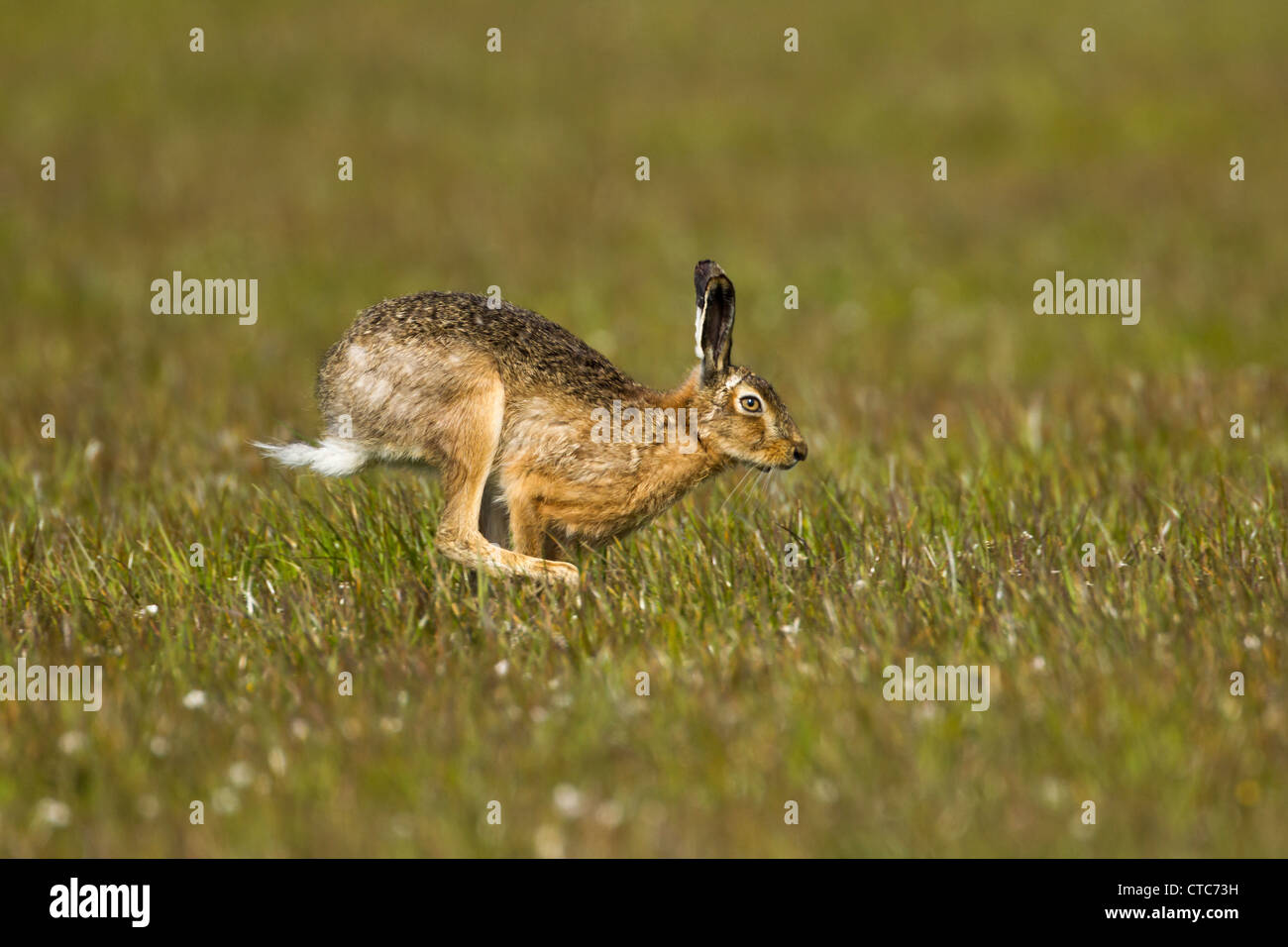 Hare running hi-res stock photography and images - Alamy