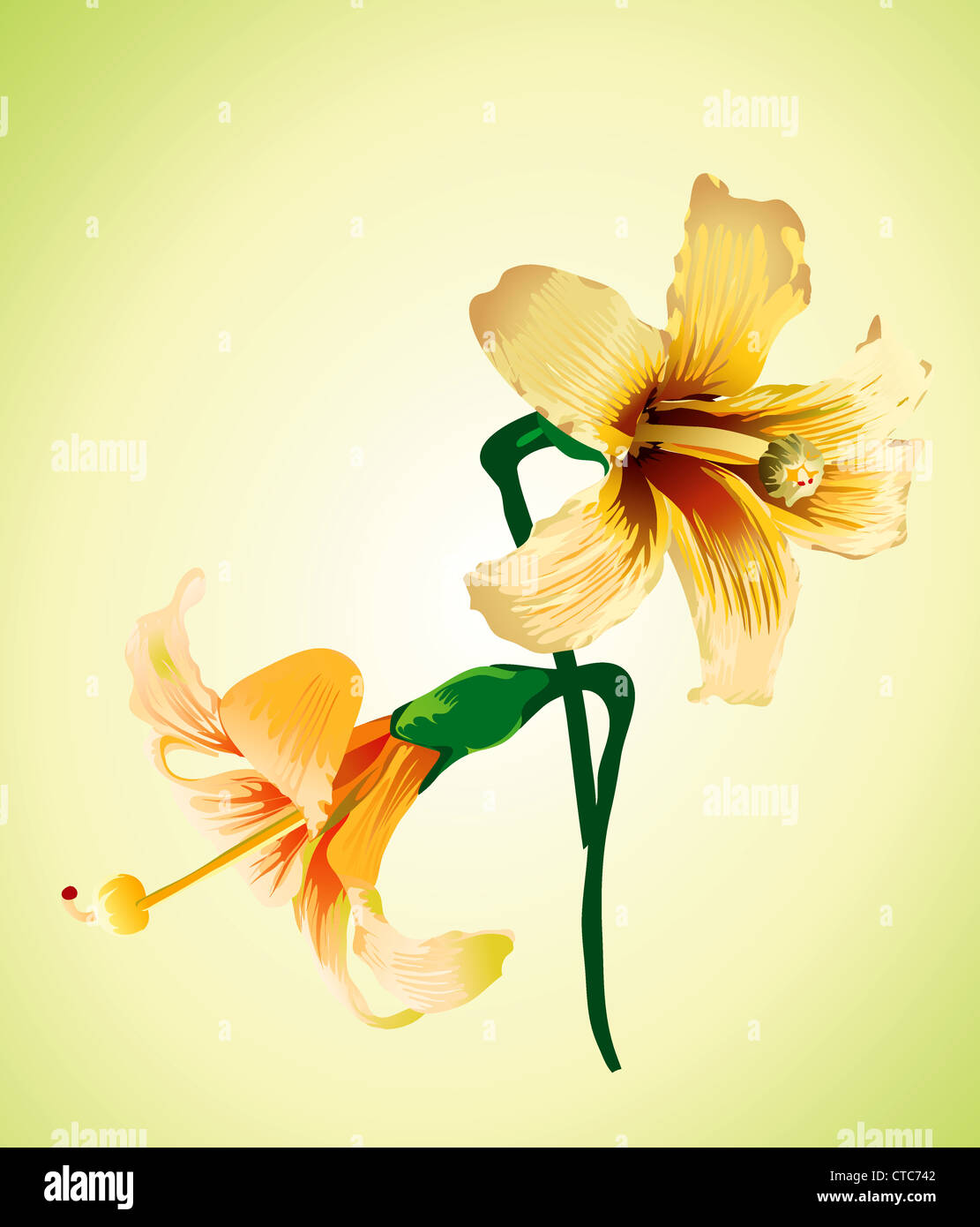 Vector illustration of beautiful detailed elegant flower Stock Photo ...
