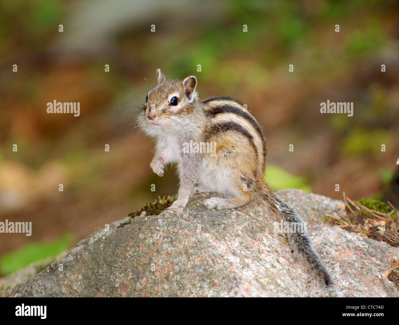 Siberian chipmunk, Common Chipmunk (Eutamias sibiricus). Lake Baikal ...