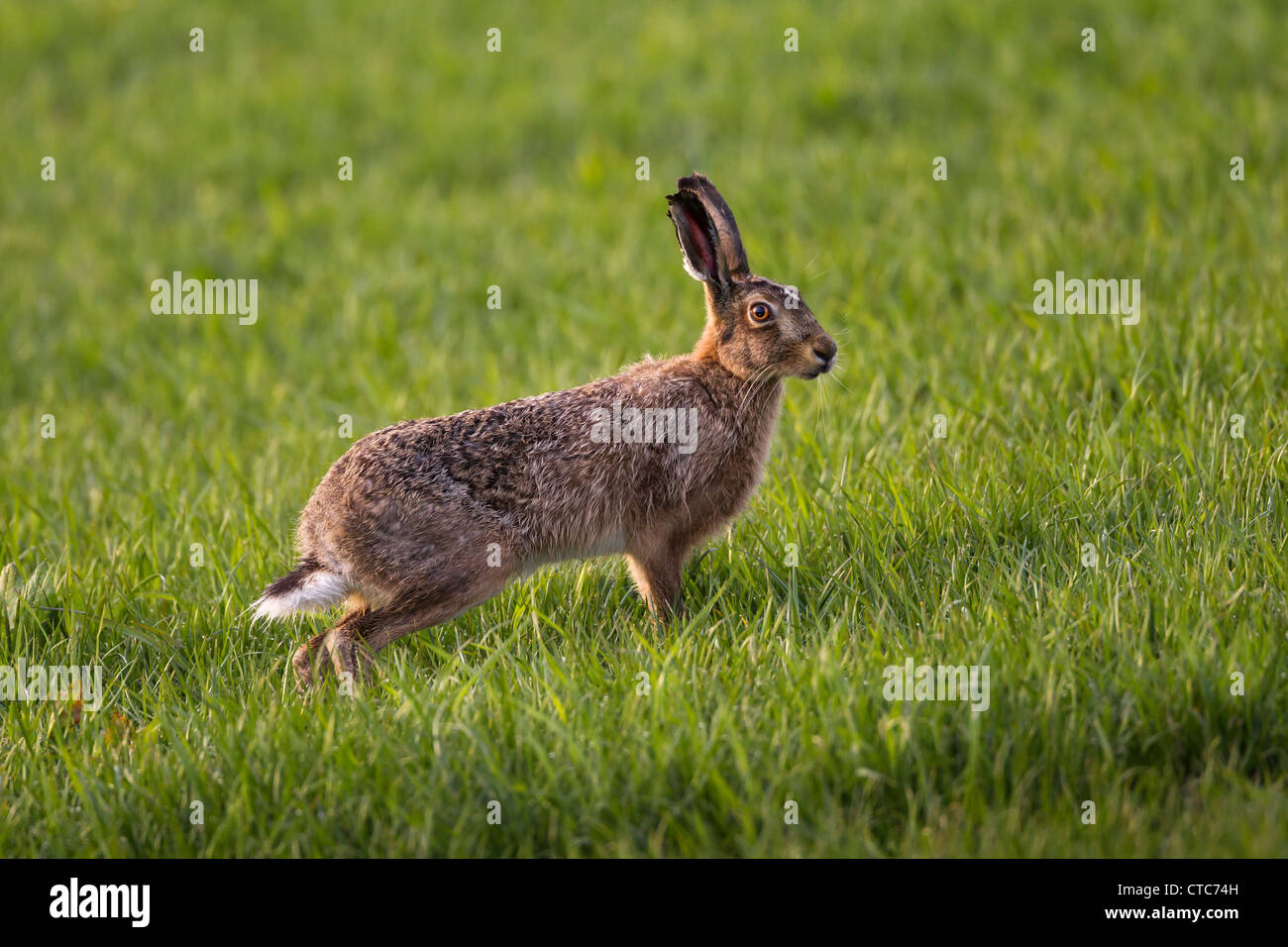 Hare Standing High Resolution Stock Photography and Images - Alamy