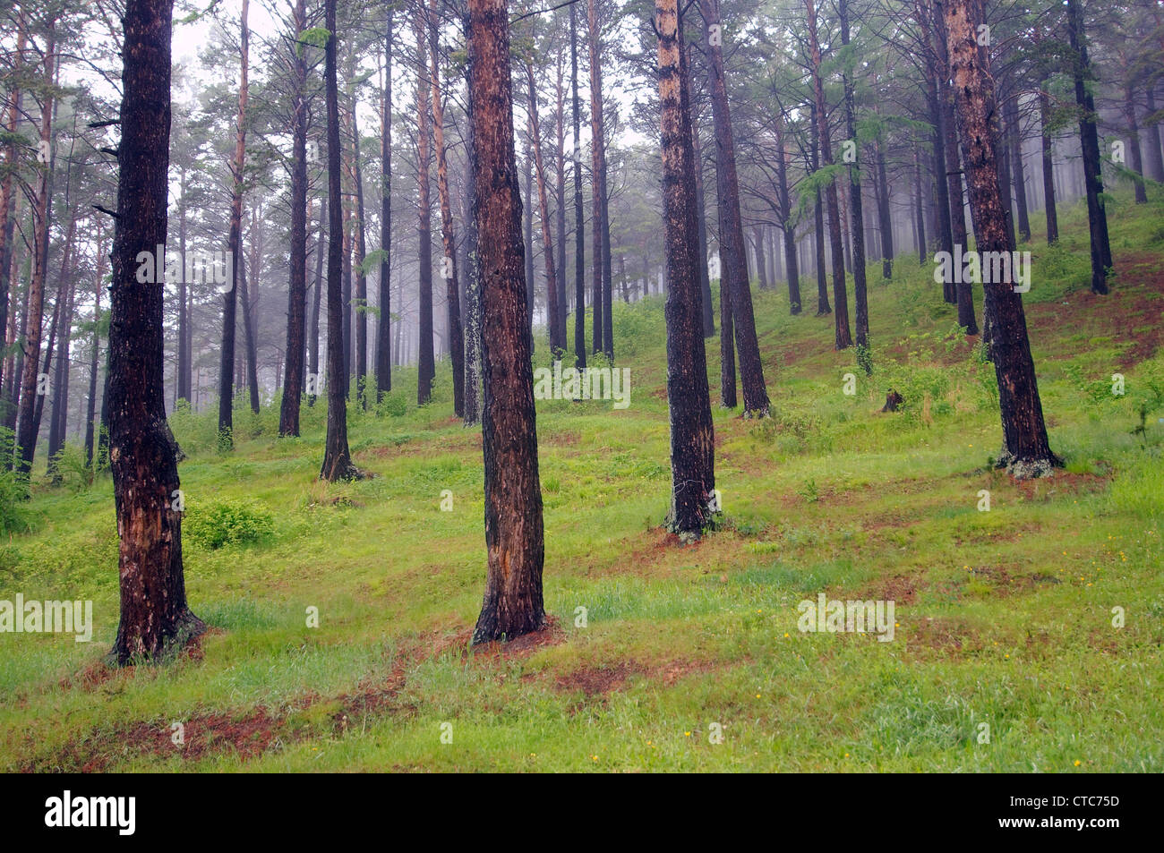 Taiga Russia Tree Stock Photos & Taiga Russia Tree Stock Images - Alamy