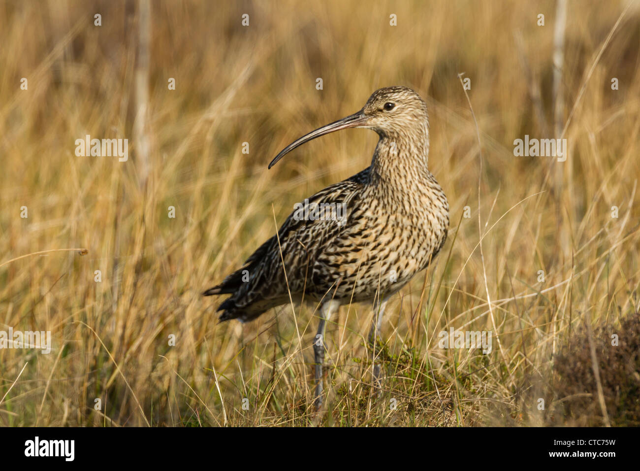 Wading bird with long curved beak hi-res stock photography and images ...