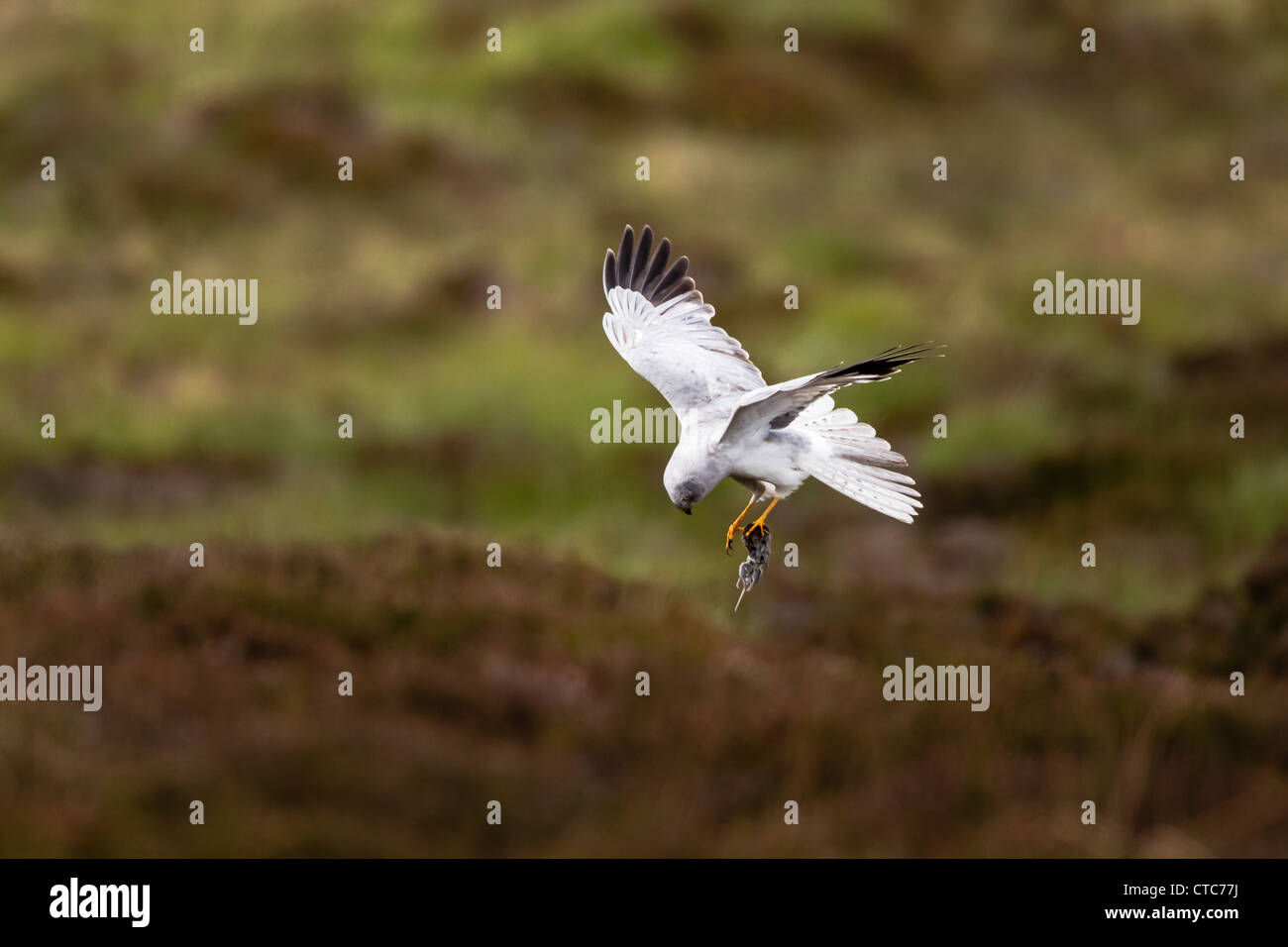 Male hen harrier in flight over moorland and carrying prey Stock Photo ...