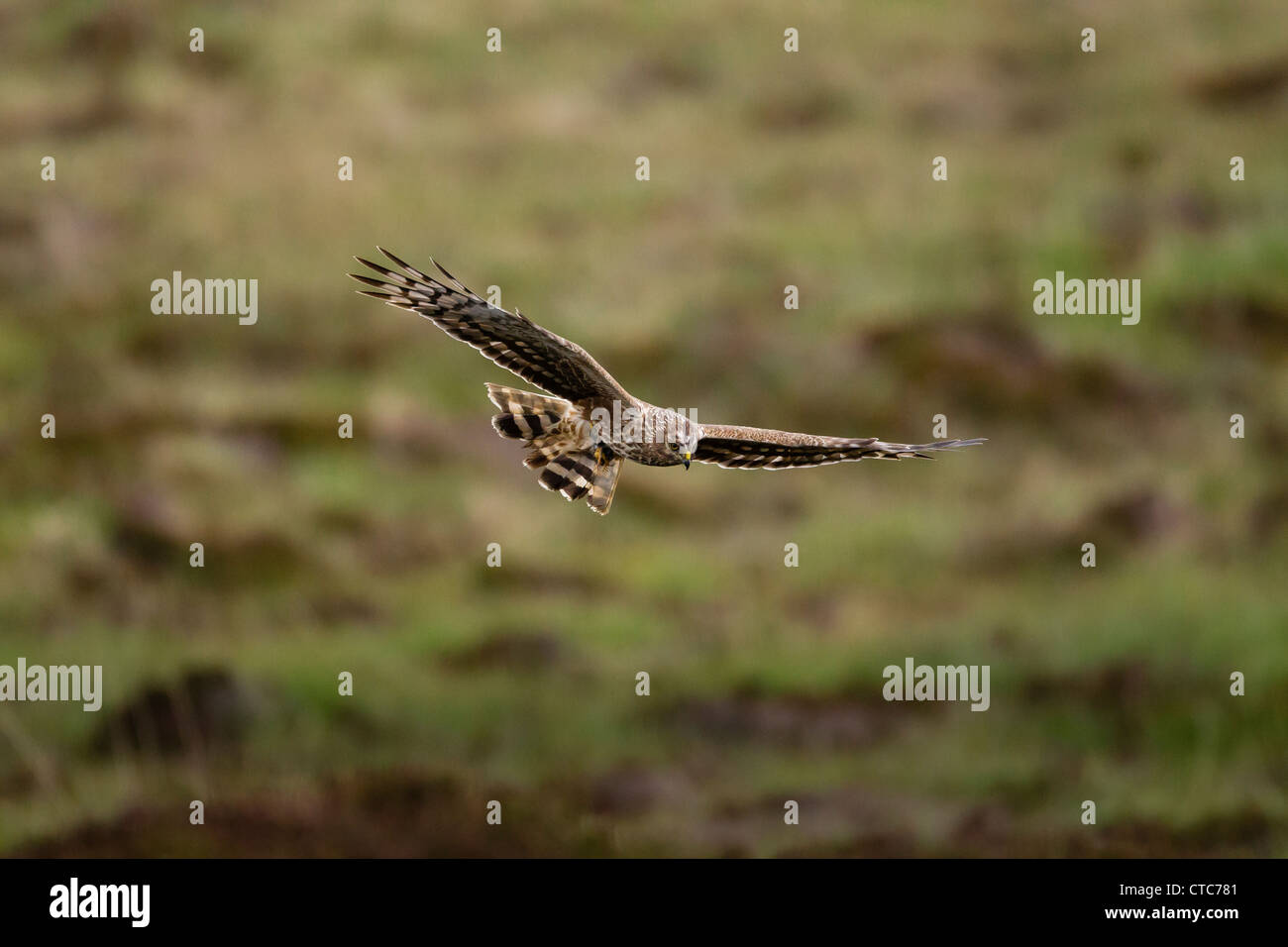 Hen harrier harrier bird of prey raptor female hi-res stock photography ...