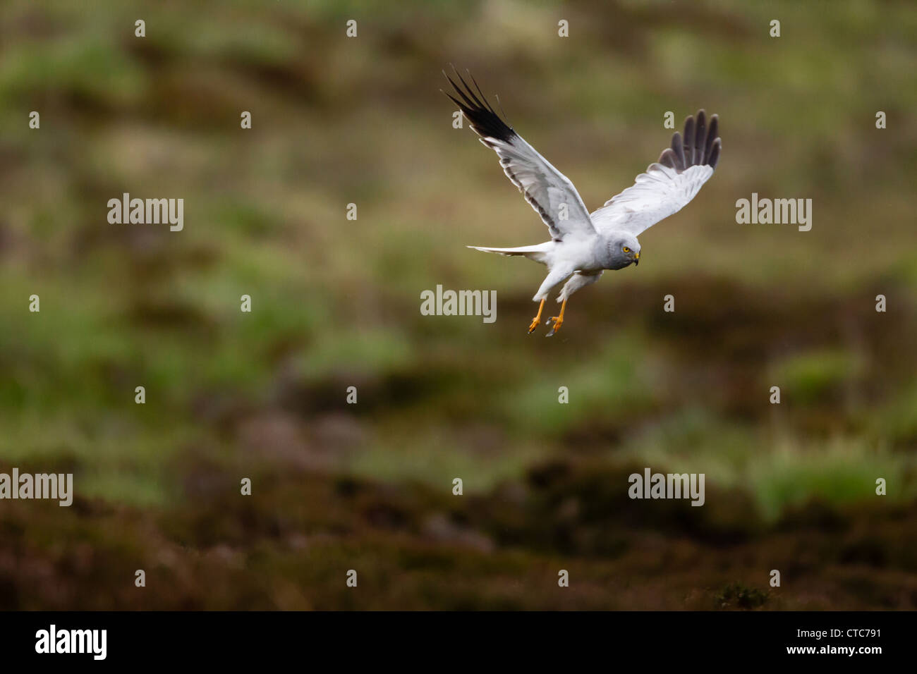 Hen Harrier Male High Resolution Stock Photography and Images - Alamy