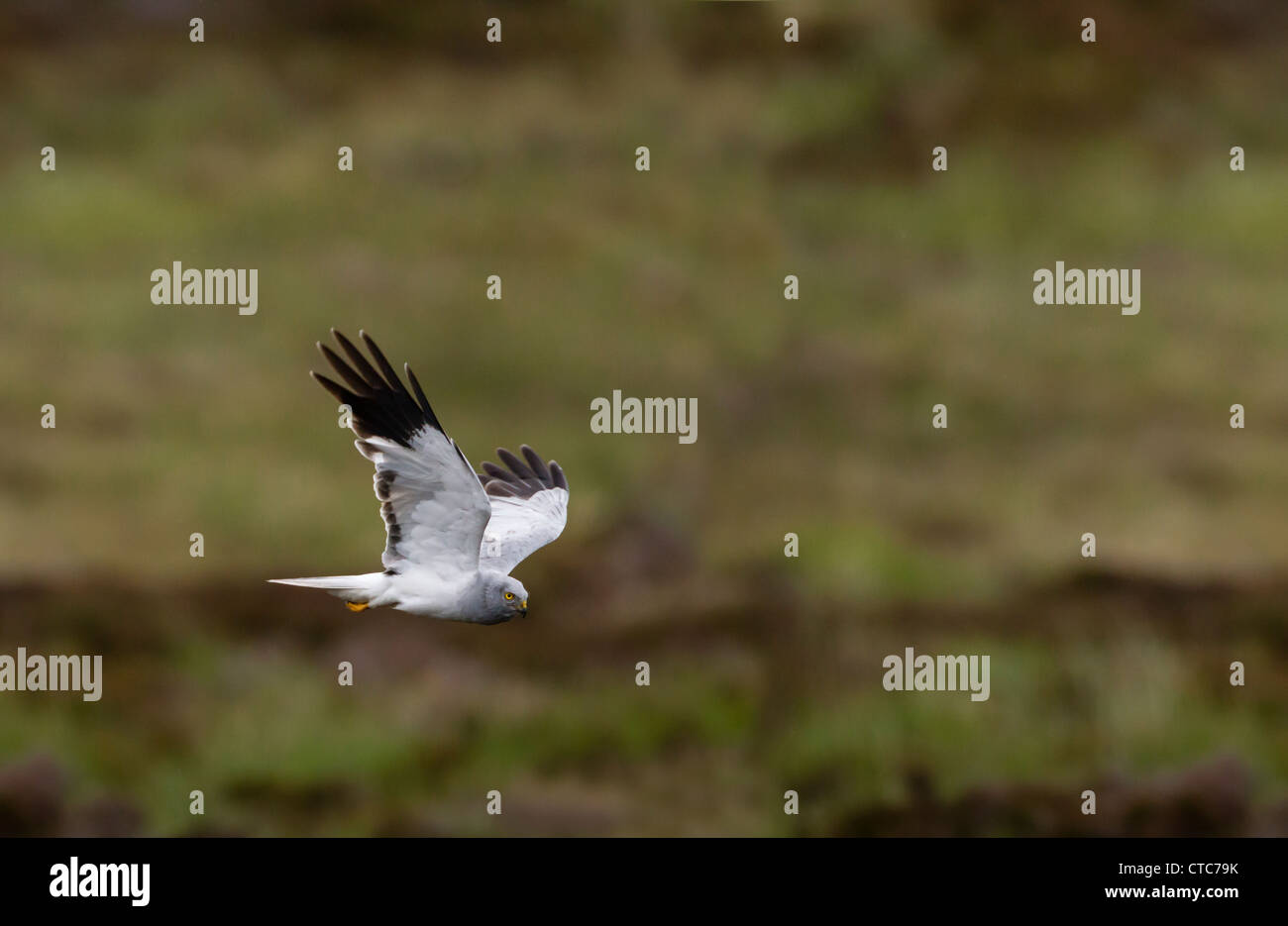 Hen harrier hi-res stock photography and images - Alamy