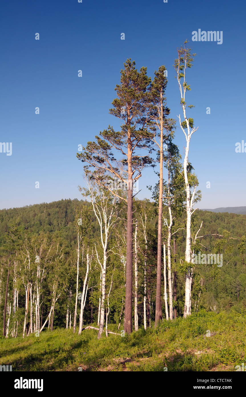Russian landscape. Siberia, Russian Federation Stock Photo - Alamy