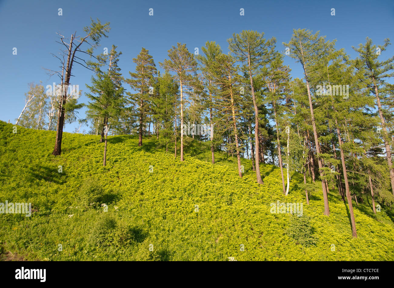 Russian landscape. Siberia, Russian Federation Stock Photo - Alamy