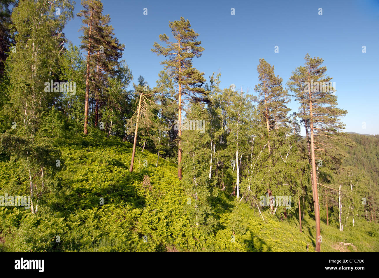Russian landscape. Siberia, Russian Federation Stock Photo - Alamy
