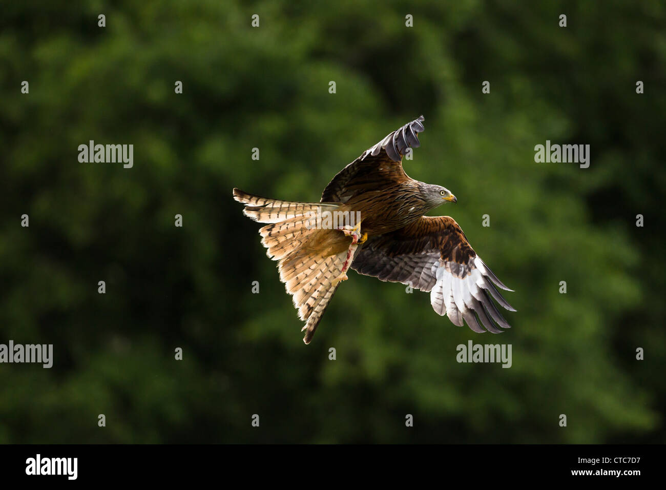Red kite in flight Stock Photo - Alamy