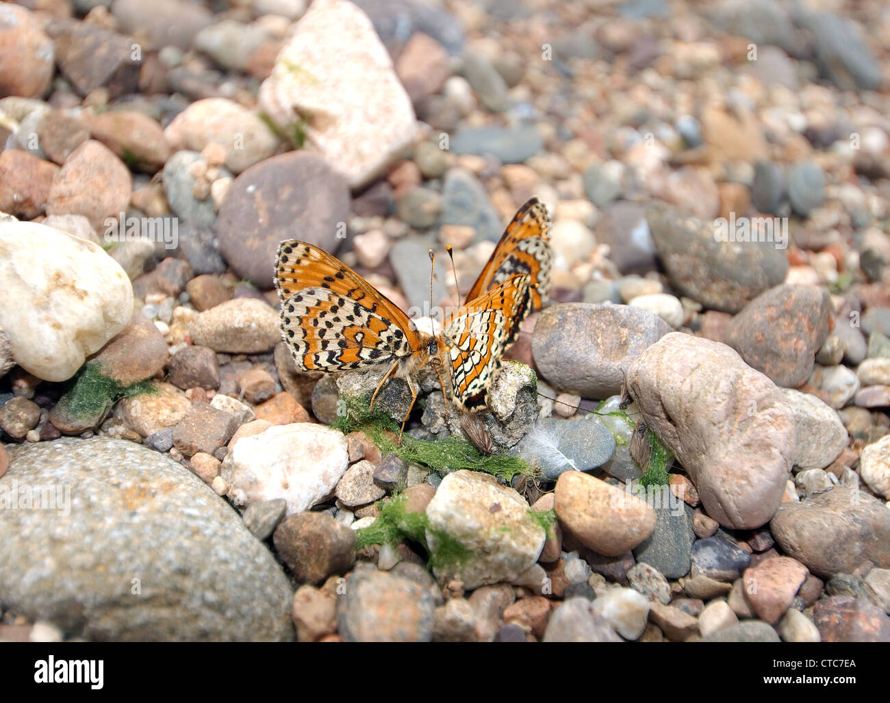 Glanville Fritillary (Melitaea cinxia) Lake Baikal, Siberia, Russian ...