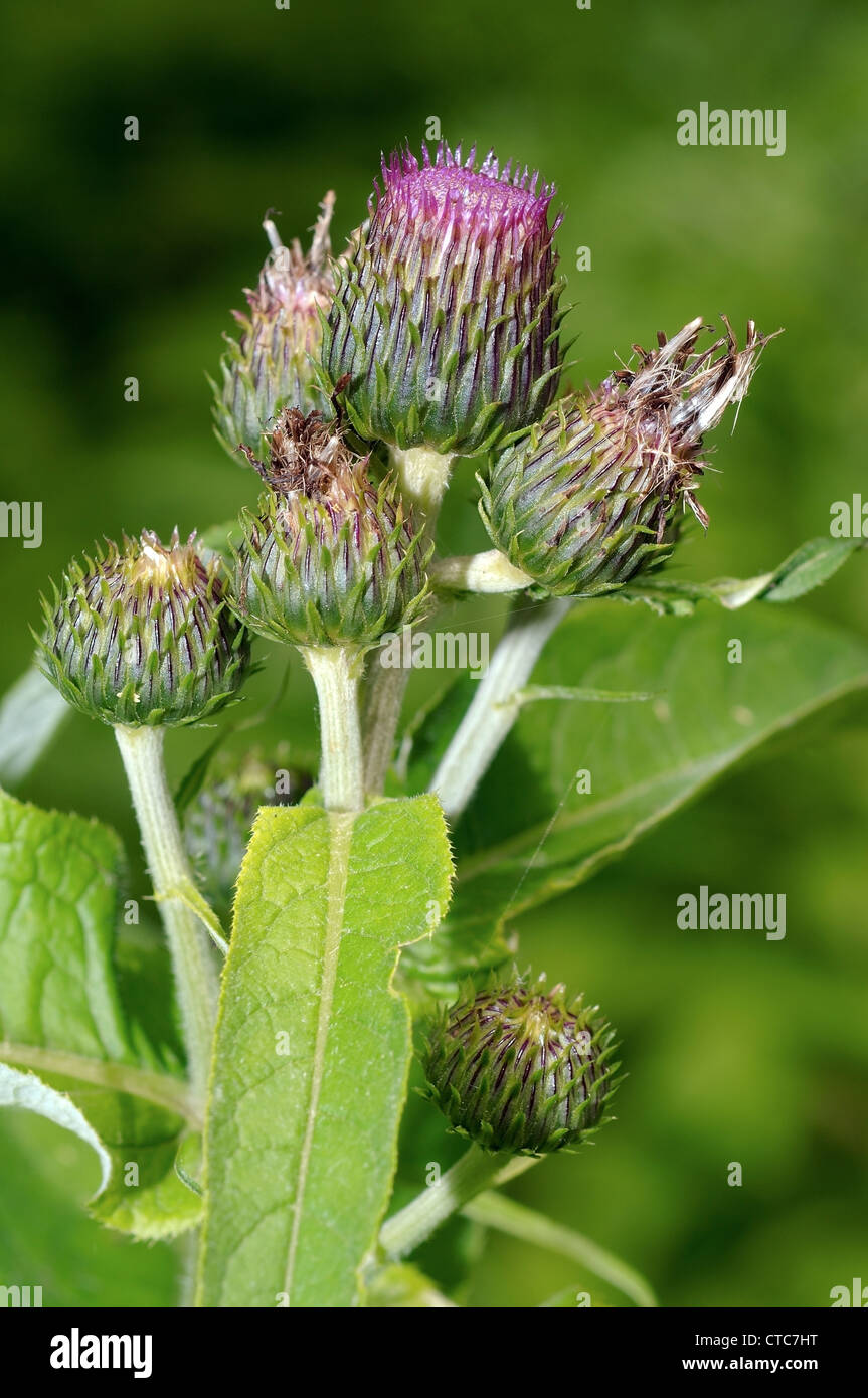 Greater burdock, edible burdock, burdock, lappa (Arctium lappa). Lake ...