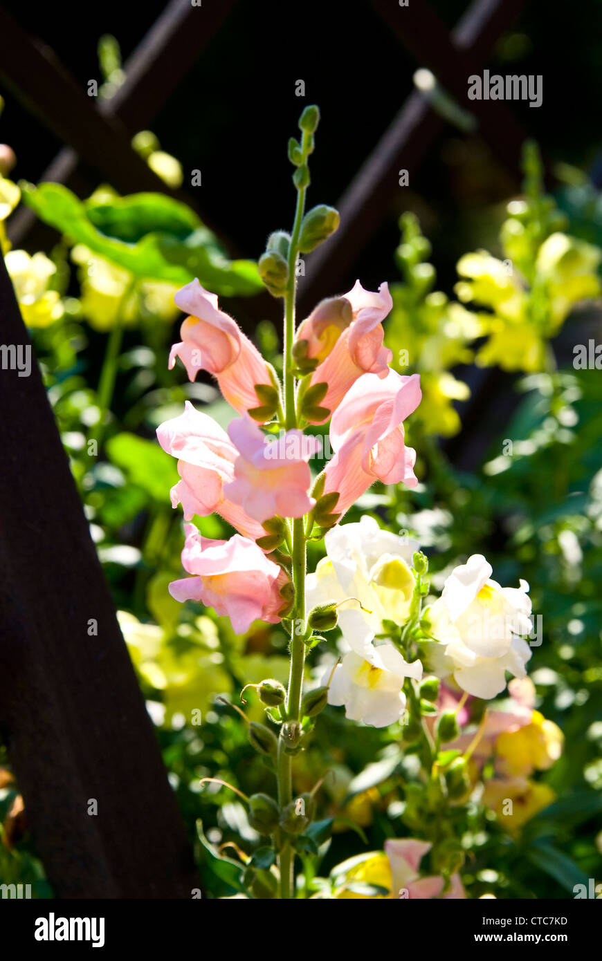 Yellow snapdragon flower hi-res stock photography and images - Alamy
