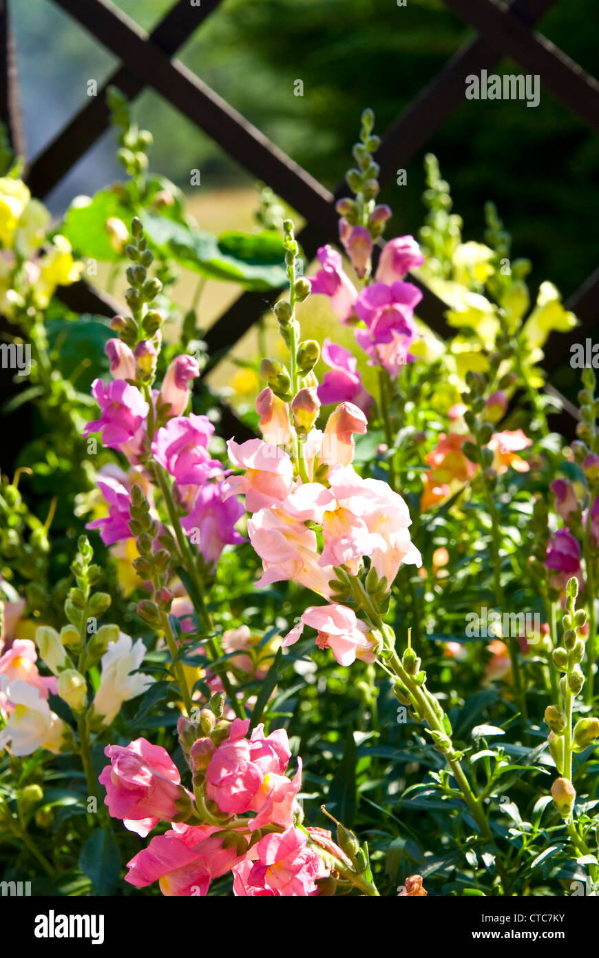 Pink petals snapdragon hi-res stock photography and images - Alamy