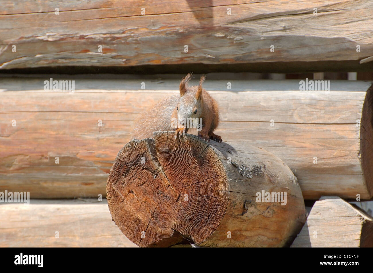 Red squirrel, Eurasian red squirrel (Sciurus vulgaris). Lake Baikal ...