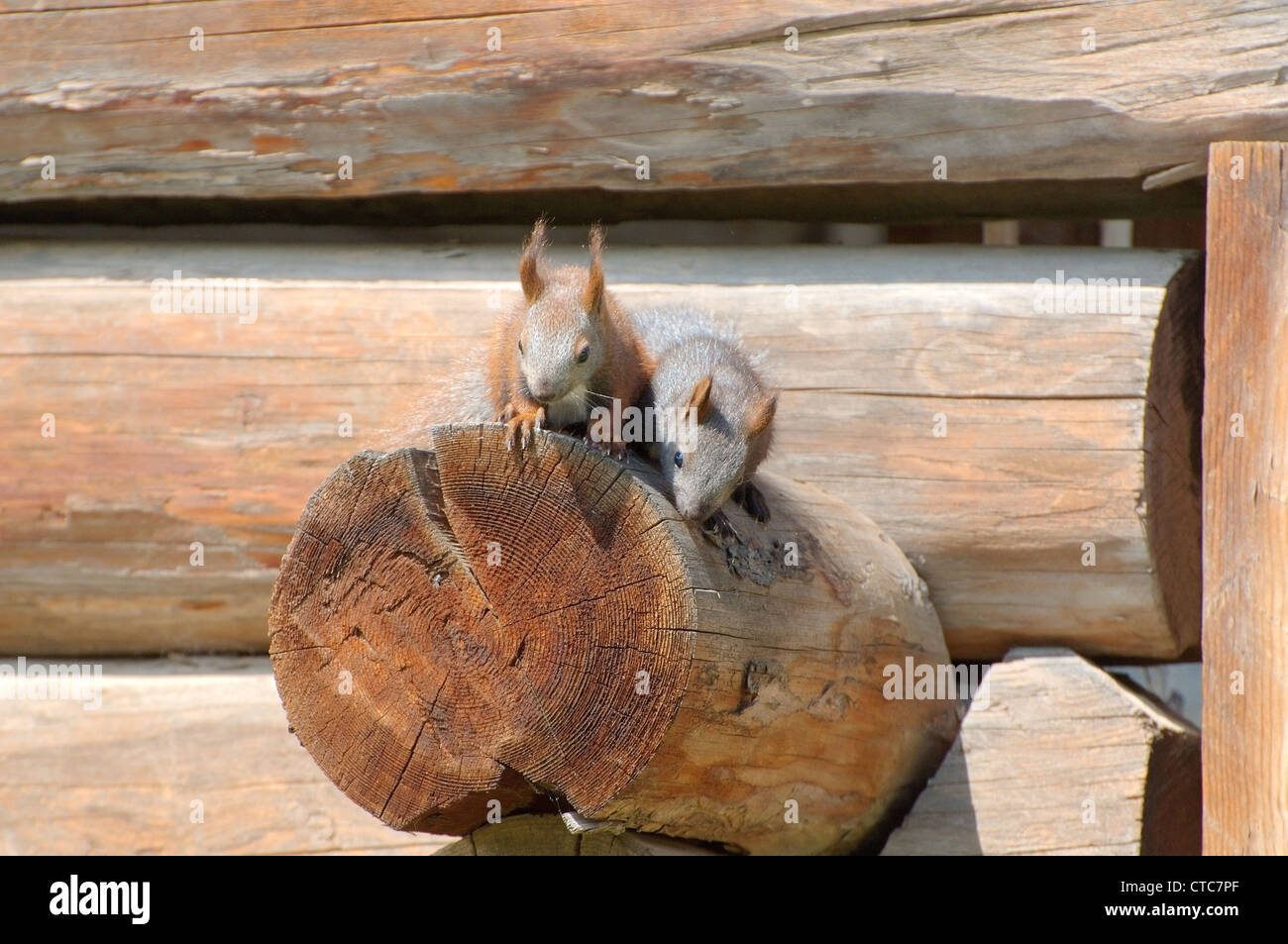 Red squirrel, Eurasian red squirrel (Sciurus vulgaris). Lake Baikal ...