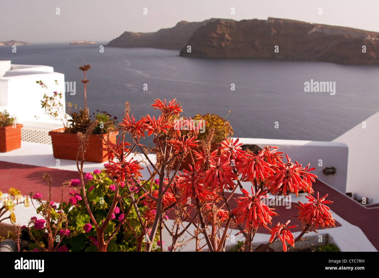 Flowers and plants of greece hi-res stock photography and images - Alamy