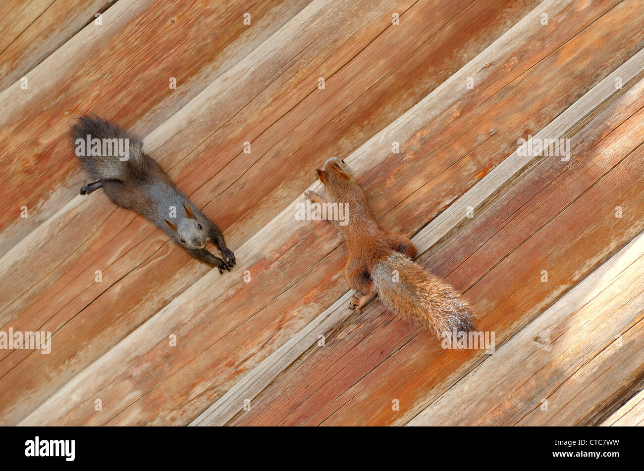 Red squirrel, Eurasian red squirrel (Sciurus vulgaris). Lake Baikal ...