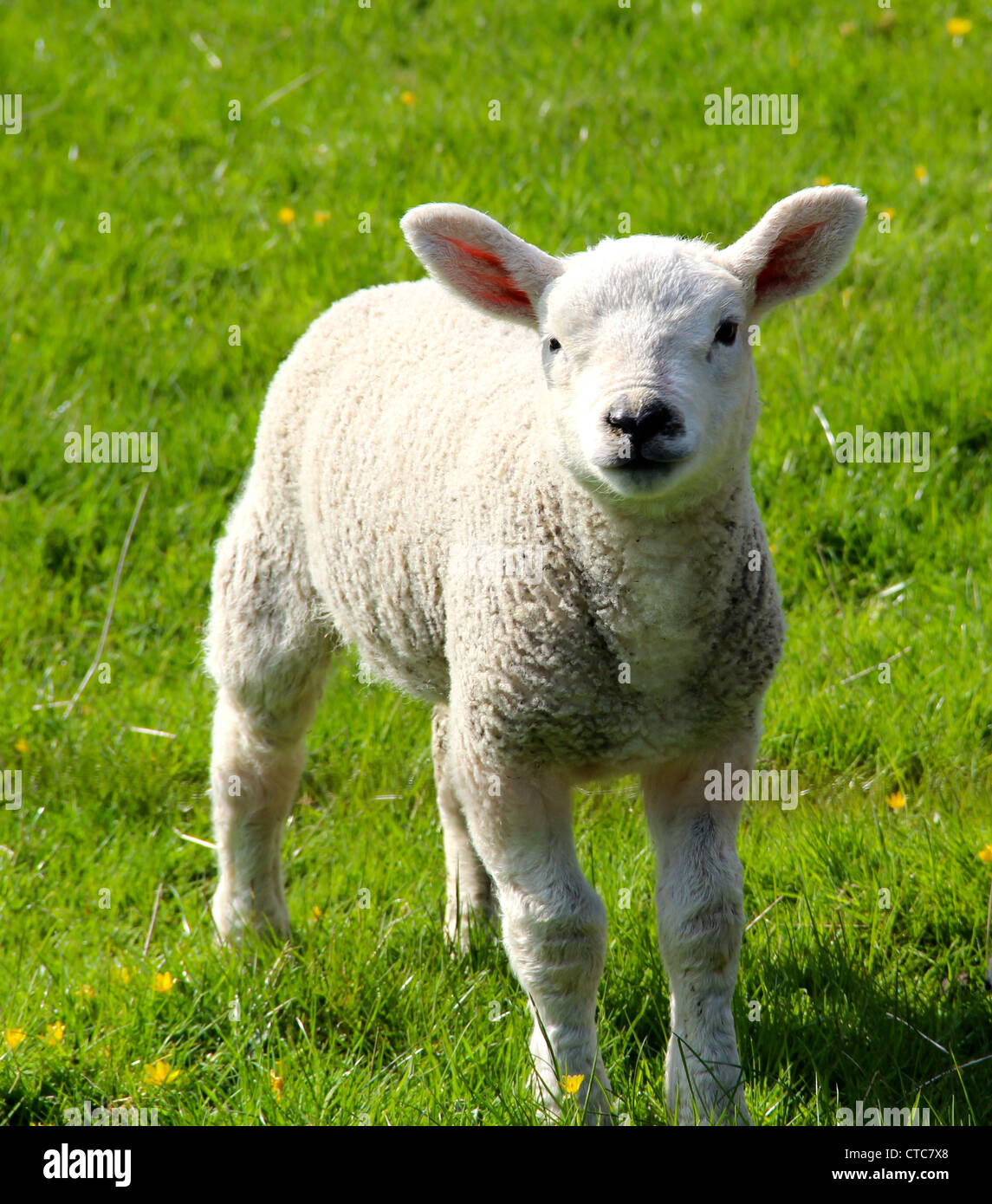 Lamb in field Stock Photo - Alamy