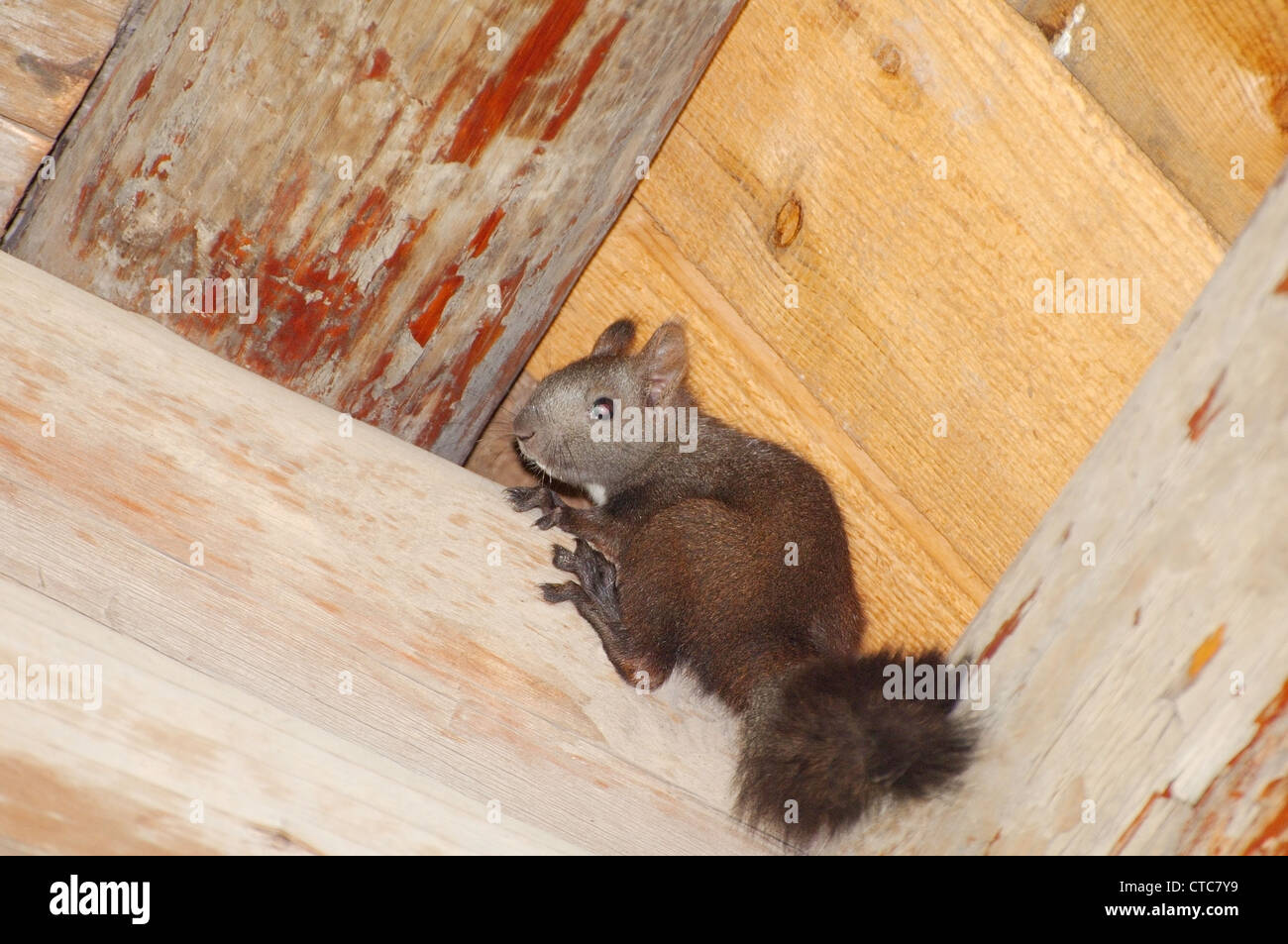 Red squirrel, Eurasian red squirrel (Sciurus vulgaris). Lake Baikal ...
