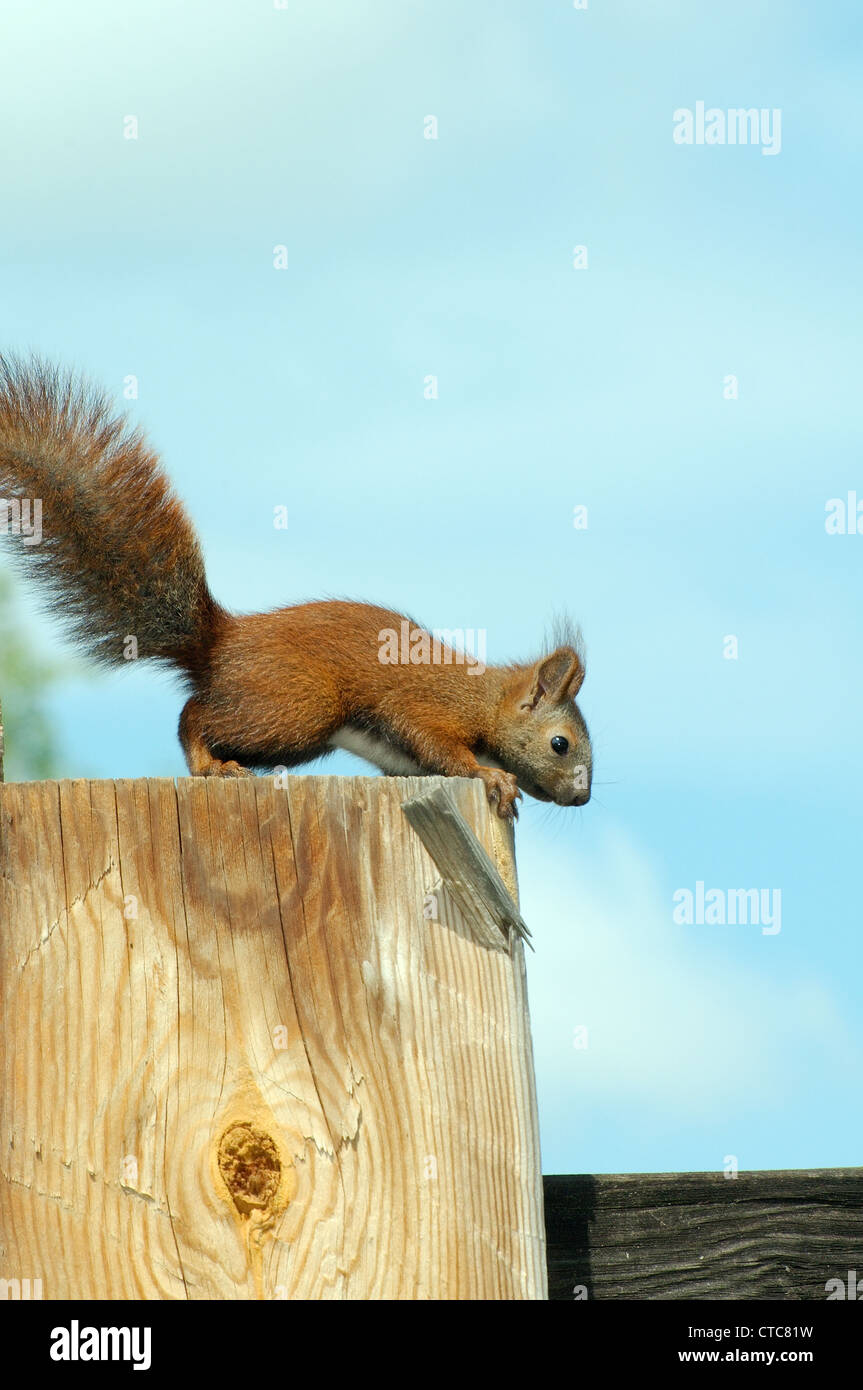 Red squirrel, Eurasian red squirrel (Sciurus vulgaris). Lake Baikal ...