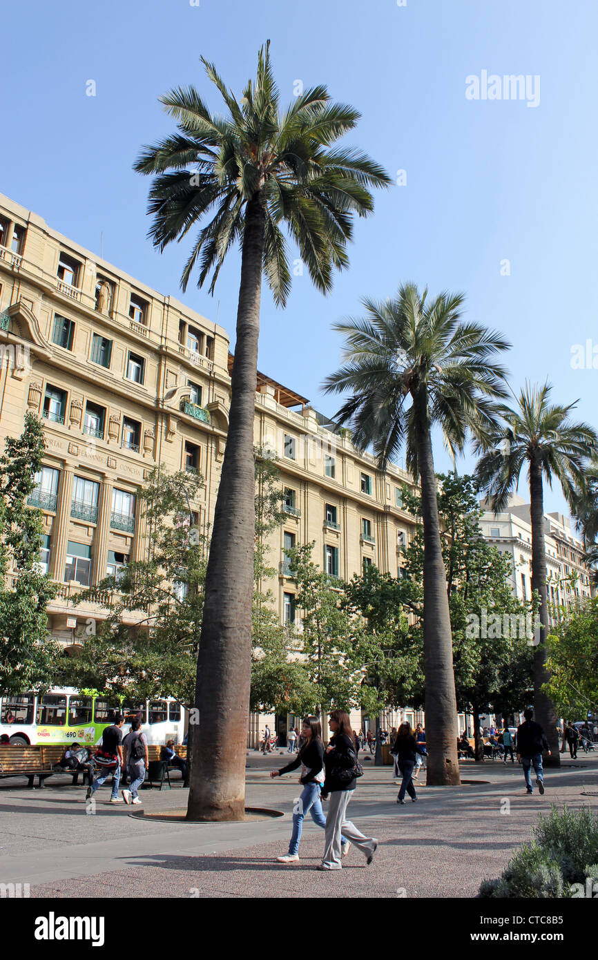Chile santiago palm tree hi-res stock photography and images - Alamy