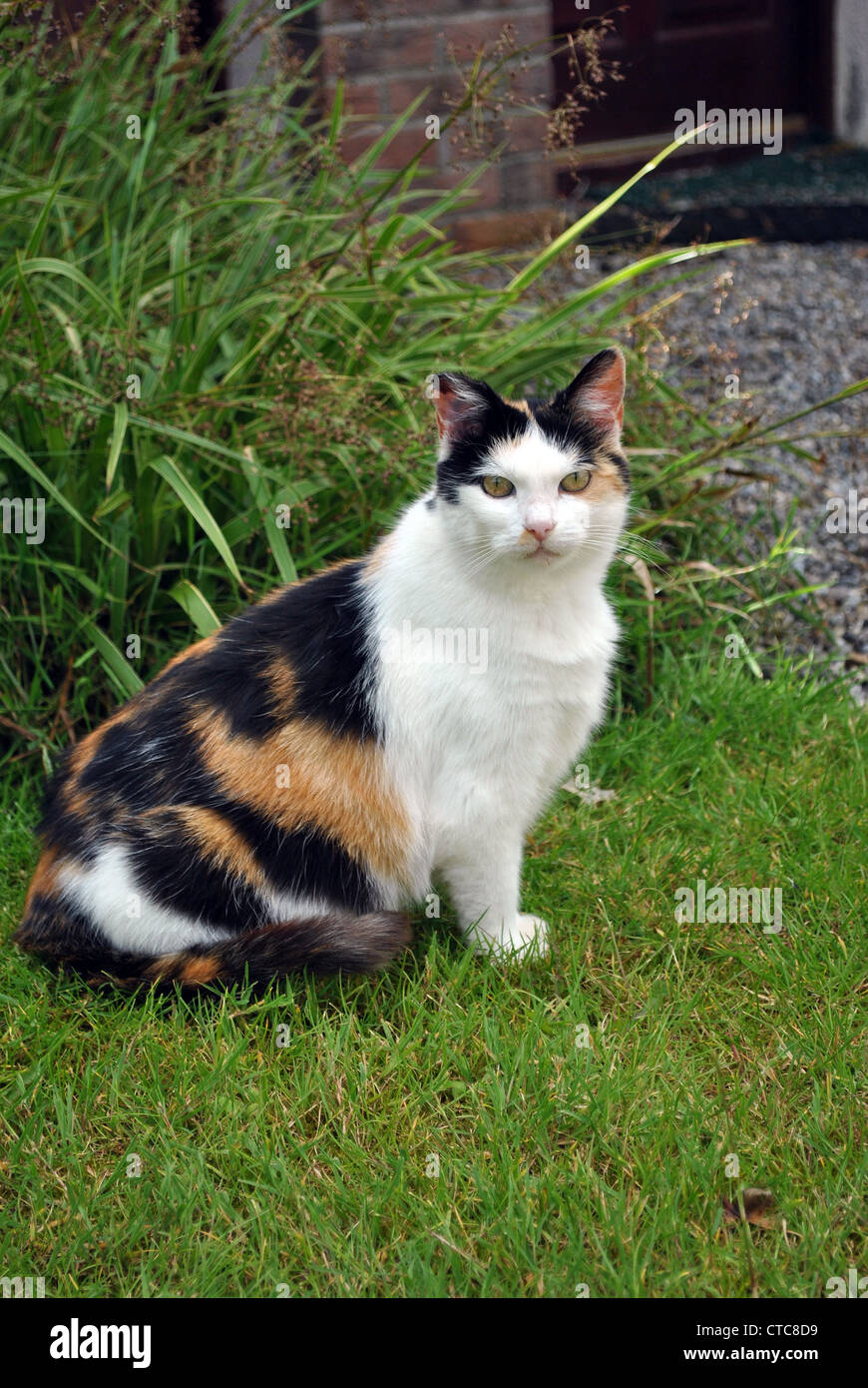adorable tortoise shell cat Stock Photo - Alamy