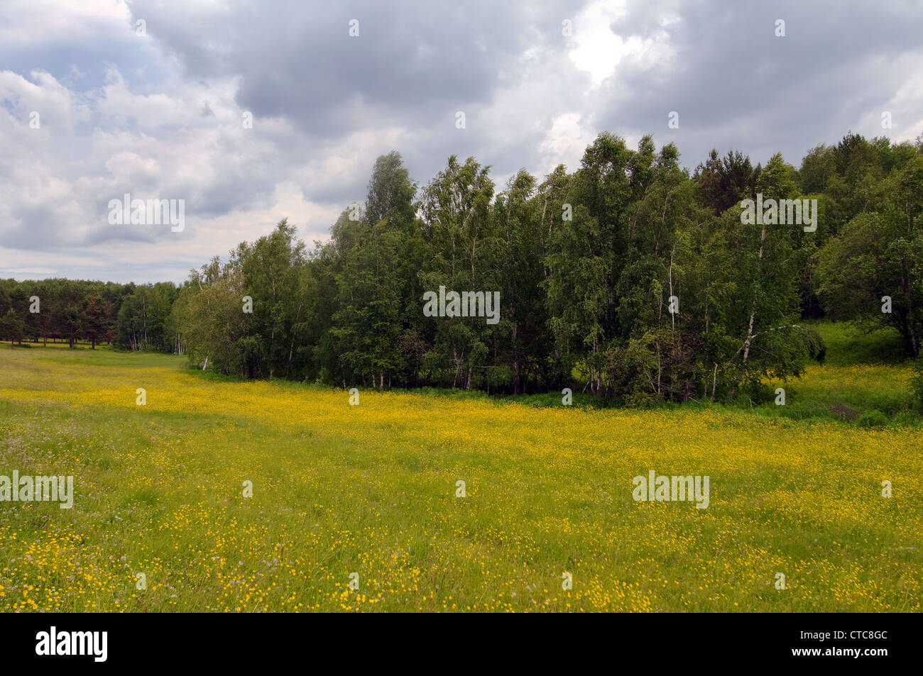 Taiga siberian trees hi-res stock photography and images - Alamy