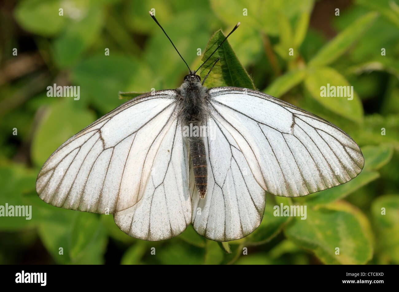 Russian Butterflies High Resolution Stock Photography and Images - Alamy
