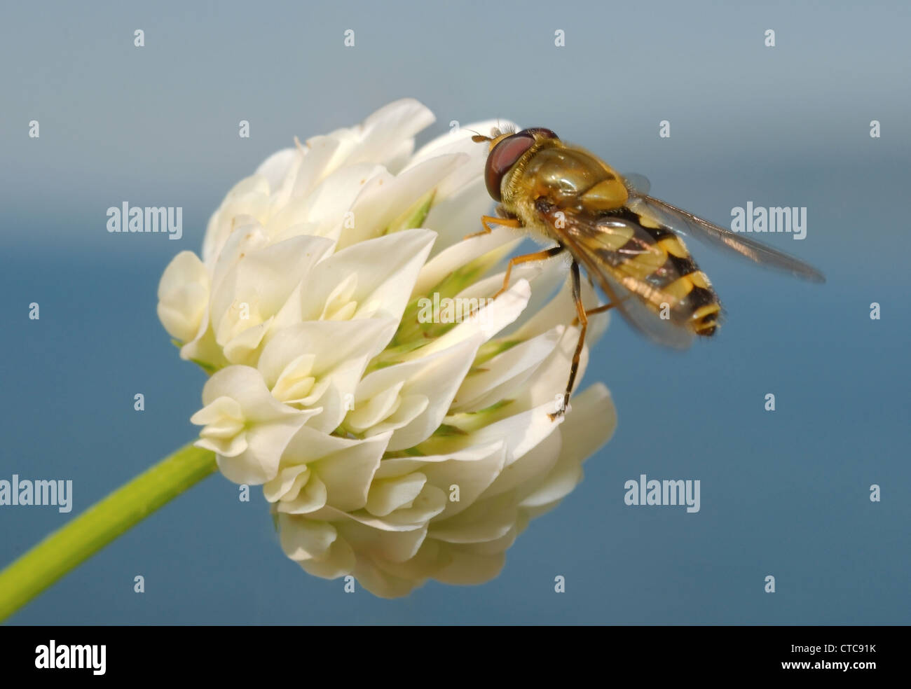 Berseem clover trifolium hi-res stock photography and images - Alamy