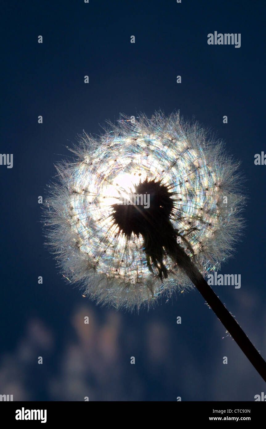 Dandelion (Taraxacum). Lake Baikal, Siberia, Russian Federation Stock ...
